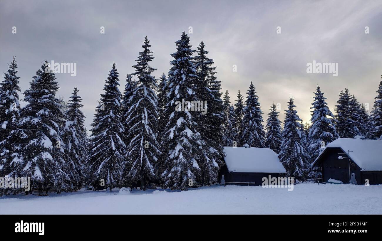 Beautiful winter landscape with snow-covered pine trees and houses on a gloomy day Stock Photo ...