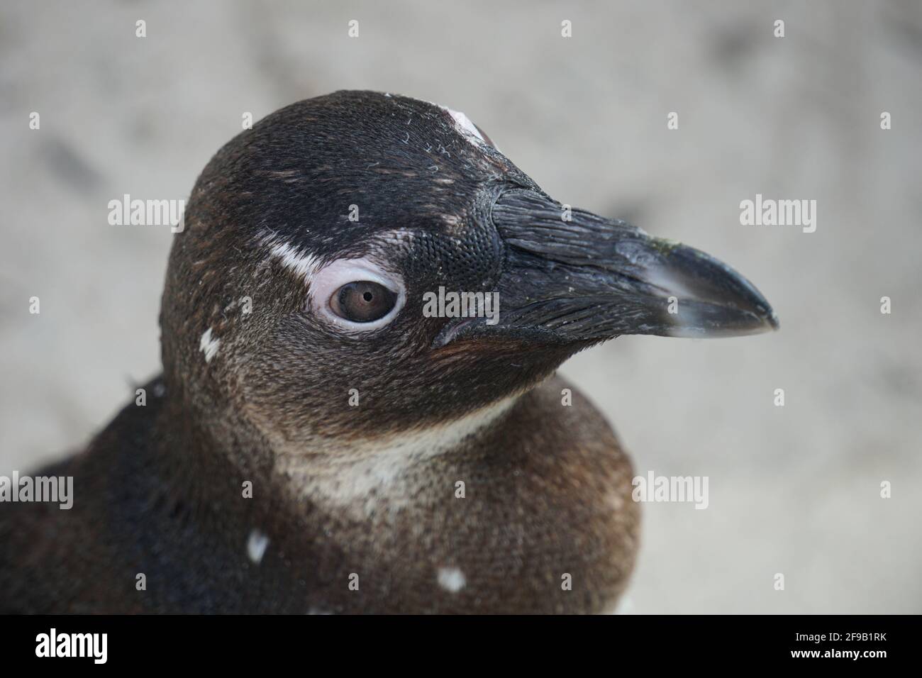 Closeup shot of a black penguin with a short beak looking curiously at ...