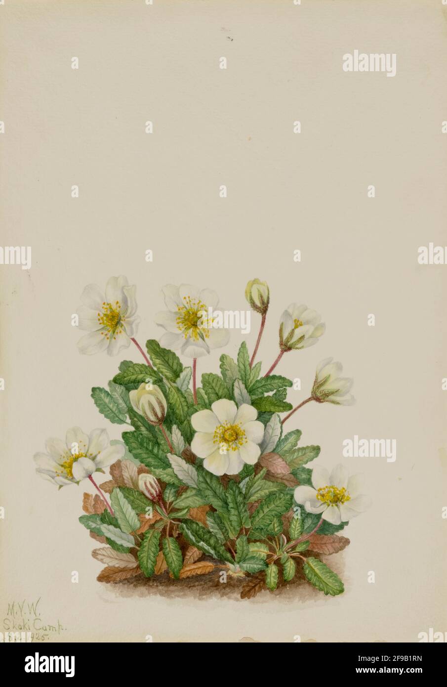 White Dryad (Dryas octopetala), 1925 Stock Photo - Alamy