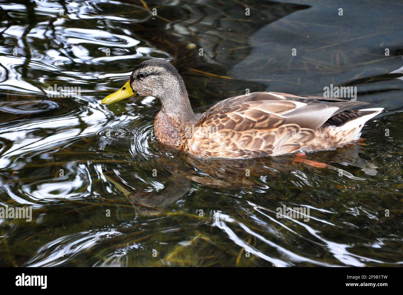 Shiny pond surface hi-res stock photography and images - Alamy