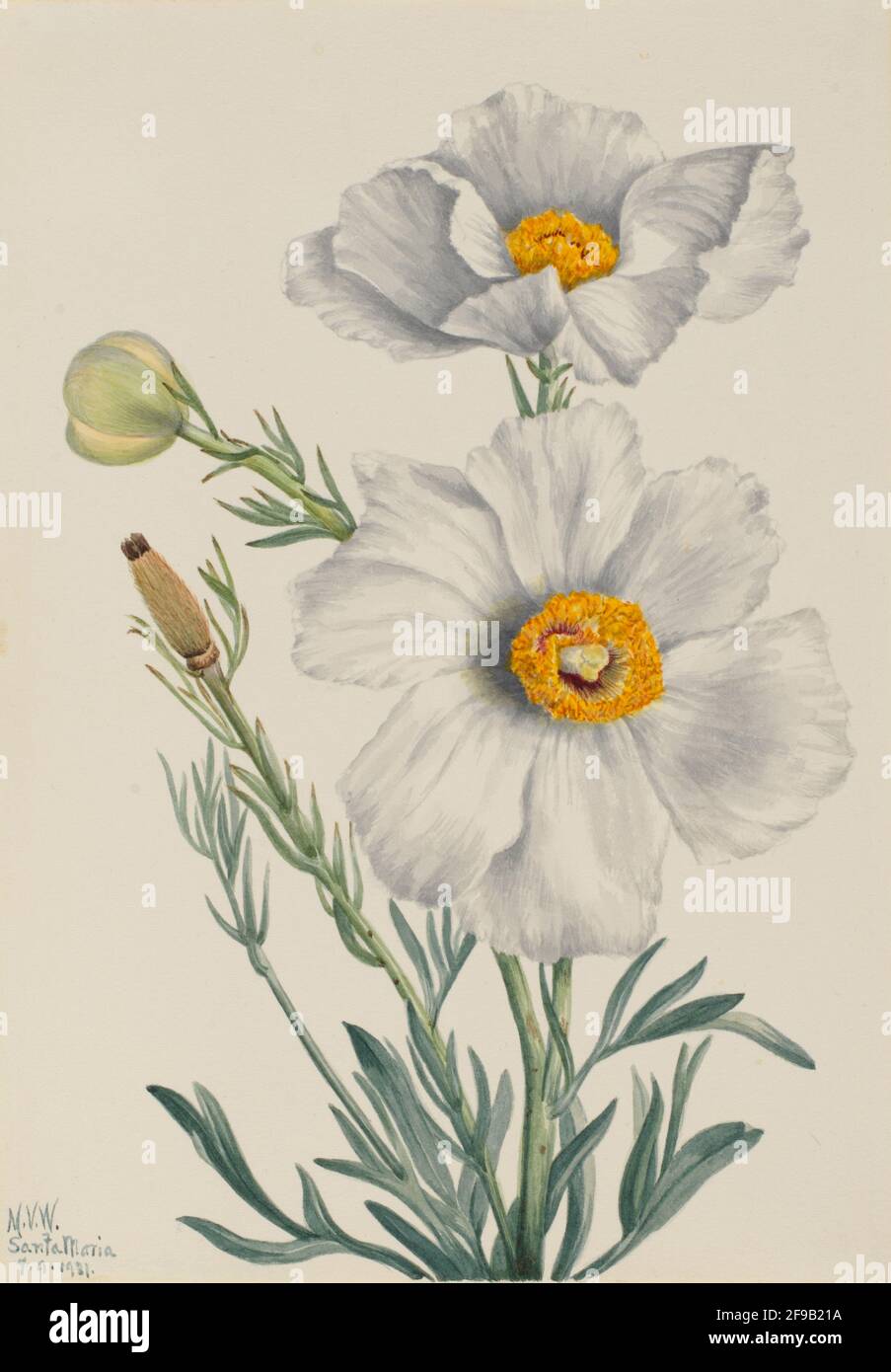 Matilija Poppy (Romneya coulteri), 1931 Stock Photo - Alamy
