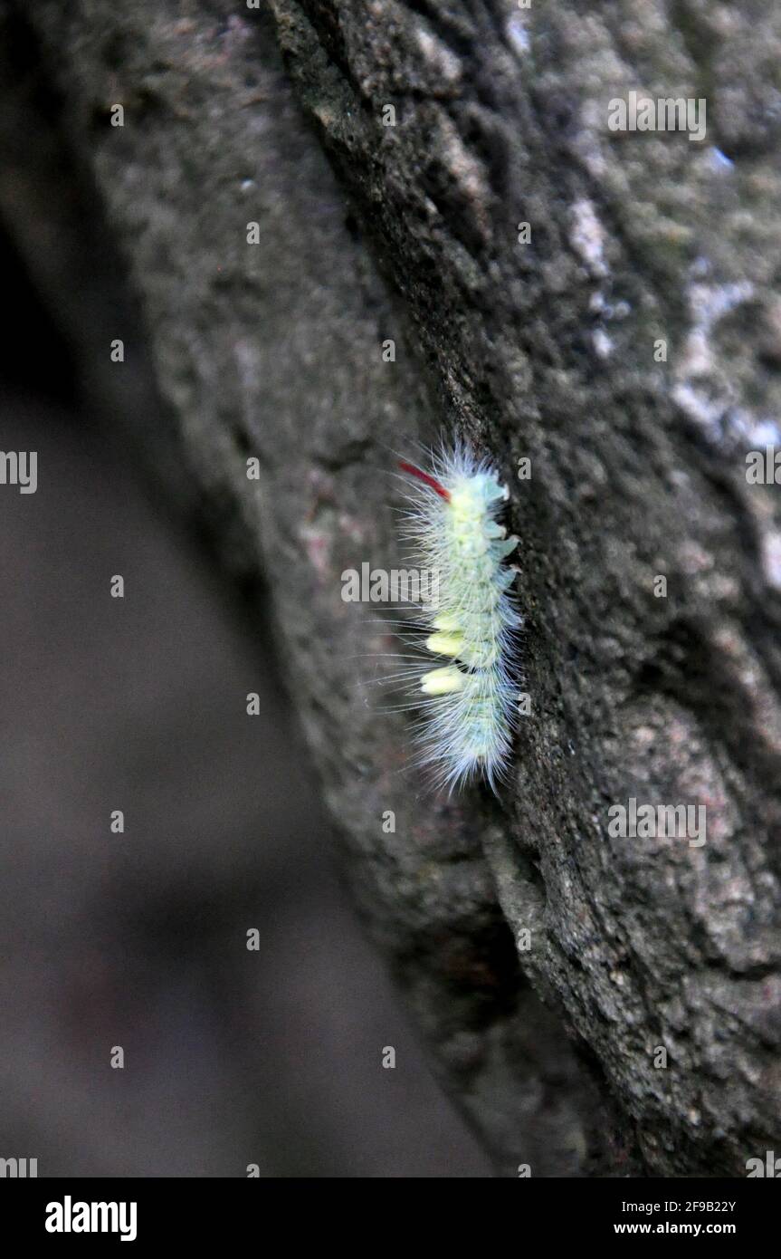 Hairy green wood hi-res stock photography and images - Alamy