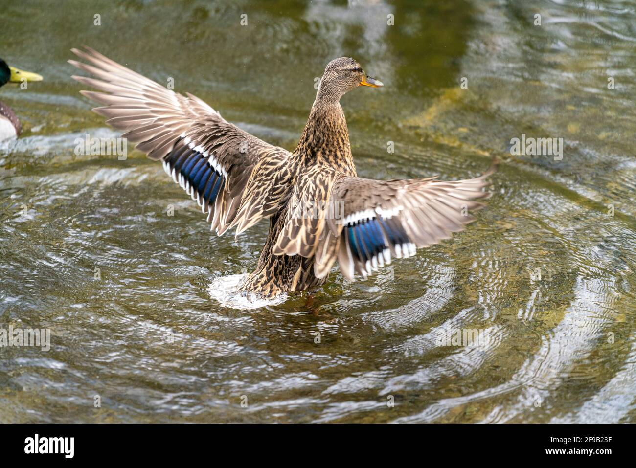 A duck romps in the water. She flaps her wings and splashes water ...