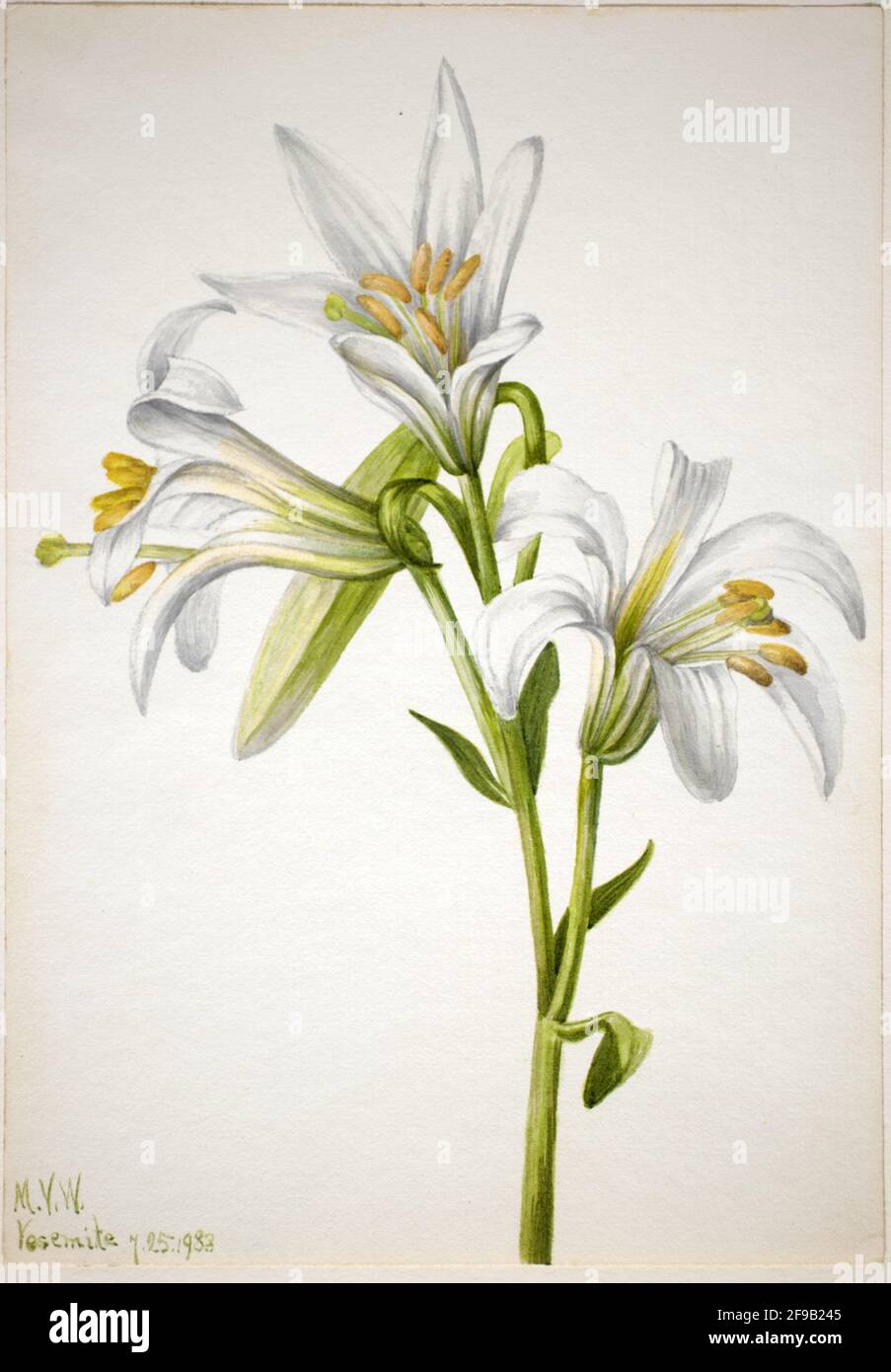 Lilium Washingtonianum High Resolution Stock Photography and Images - Alamy