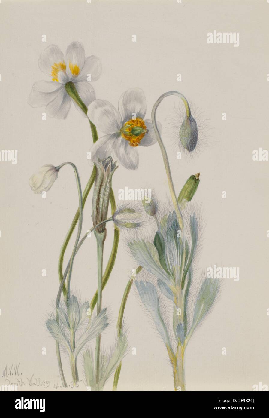 Merriami hi-res stock photography and images - Alamy