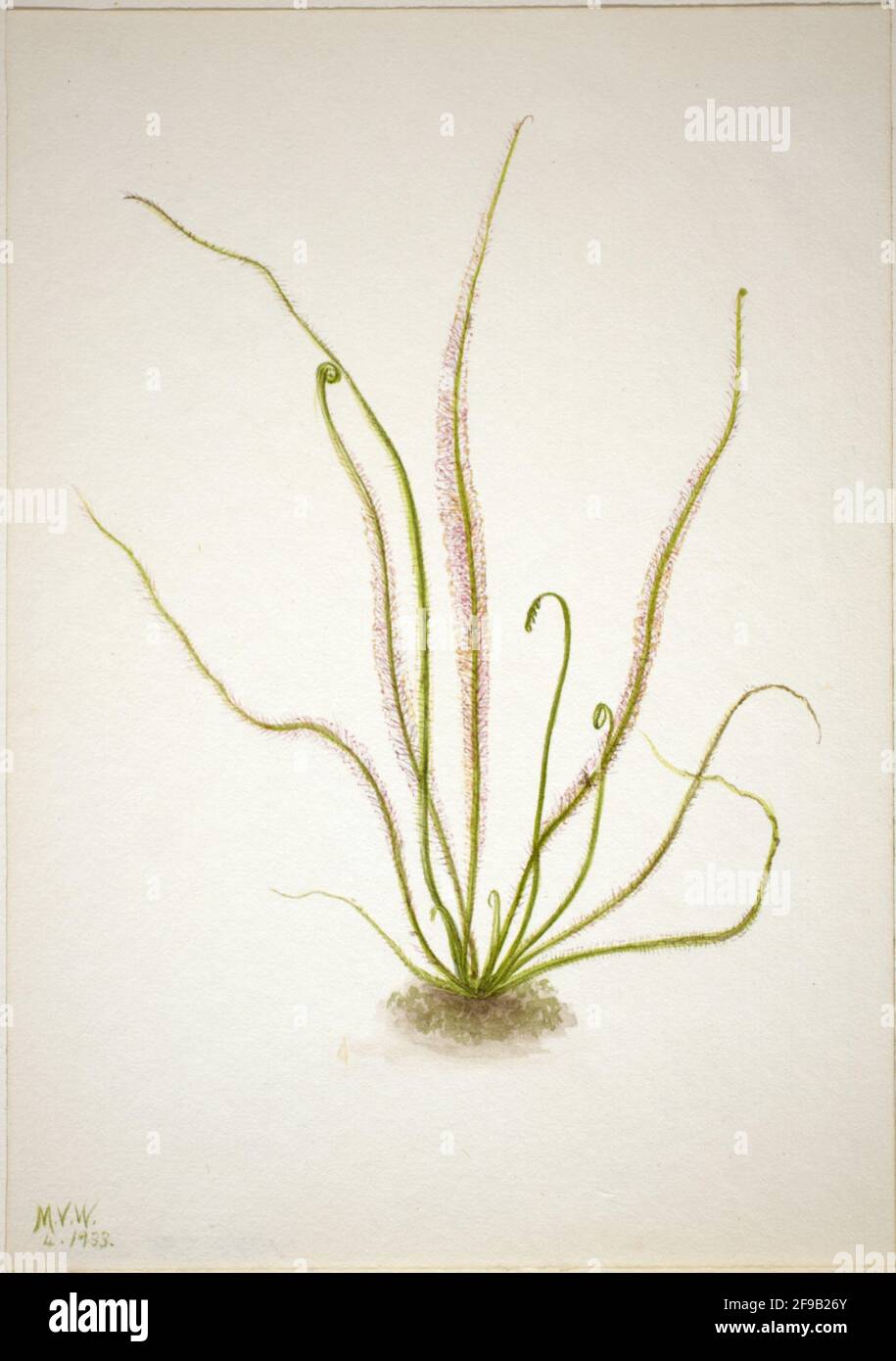 Thread Leaf Sundew (Drosera rotundifolia), 1933 Stock Photo - Alamy