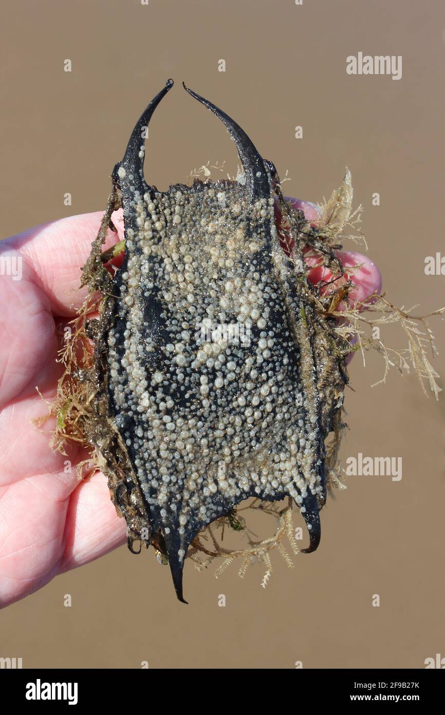 Mermaids purse eggcase hi-res stock photography and images - Alamy
