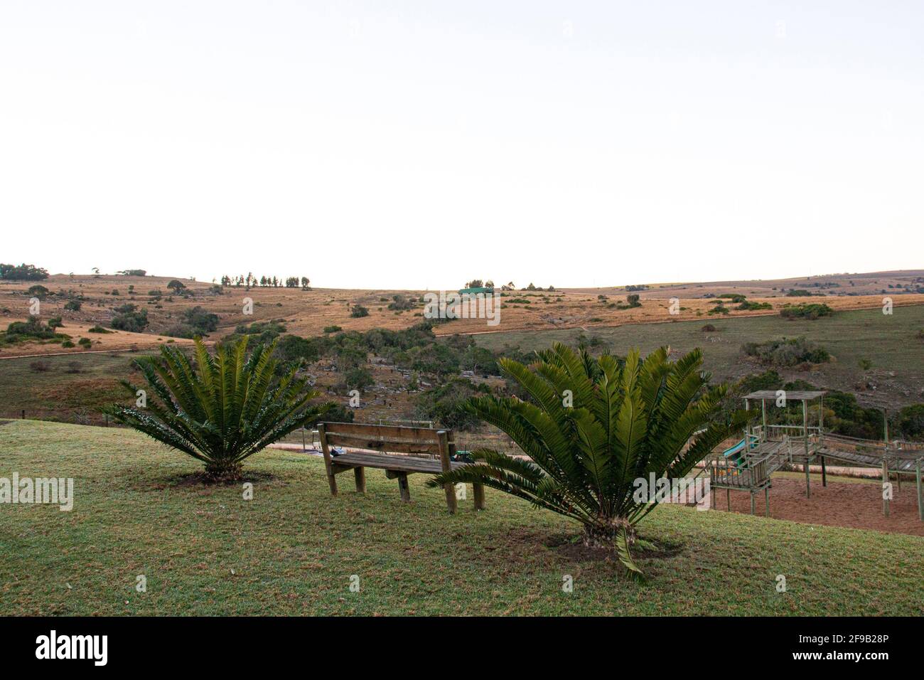 Two cycads growing in garden with grassland behind Stock Photo - Alamy