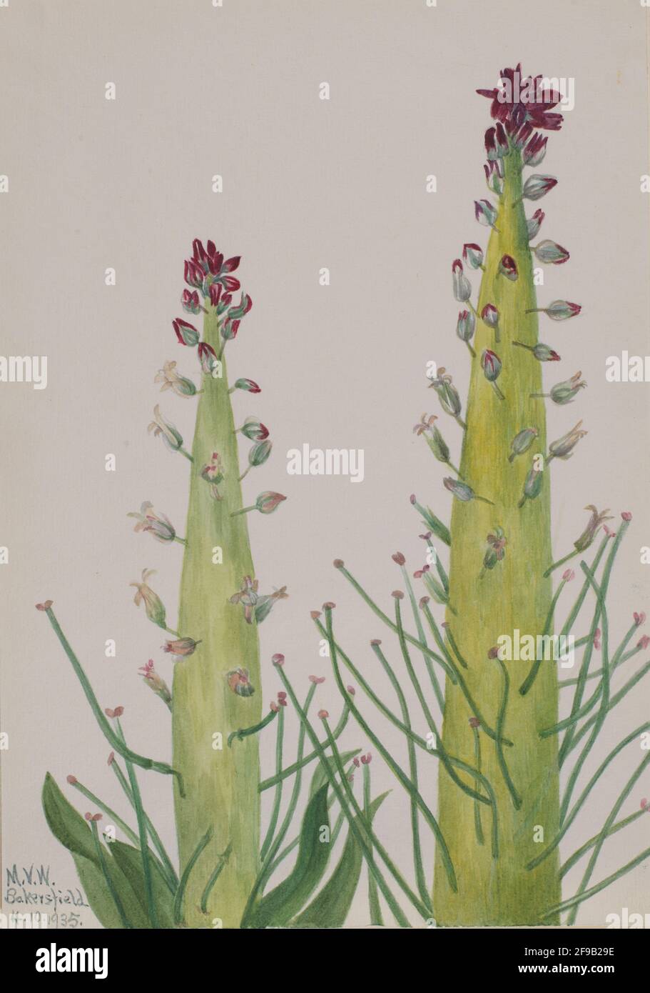 Squaw-Cabbage (Caulanthus inflatus), 1935 Stock Photo - Alamy