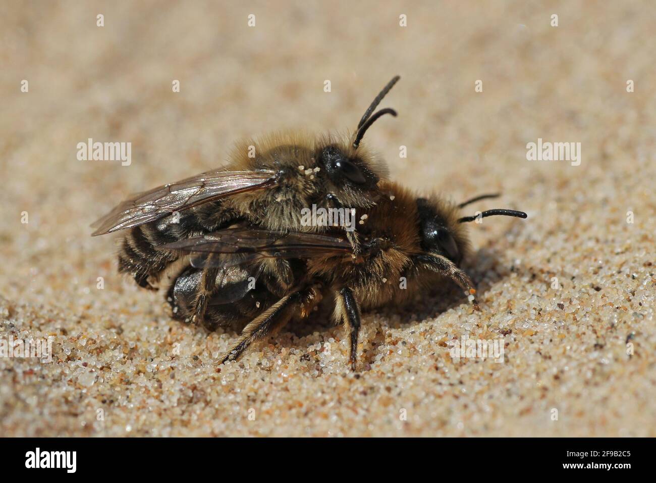 Vernal colletes hi-res stock photography and images - Alamy