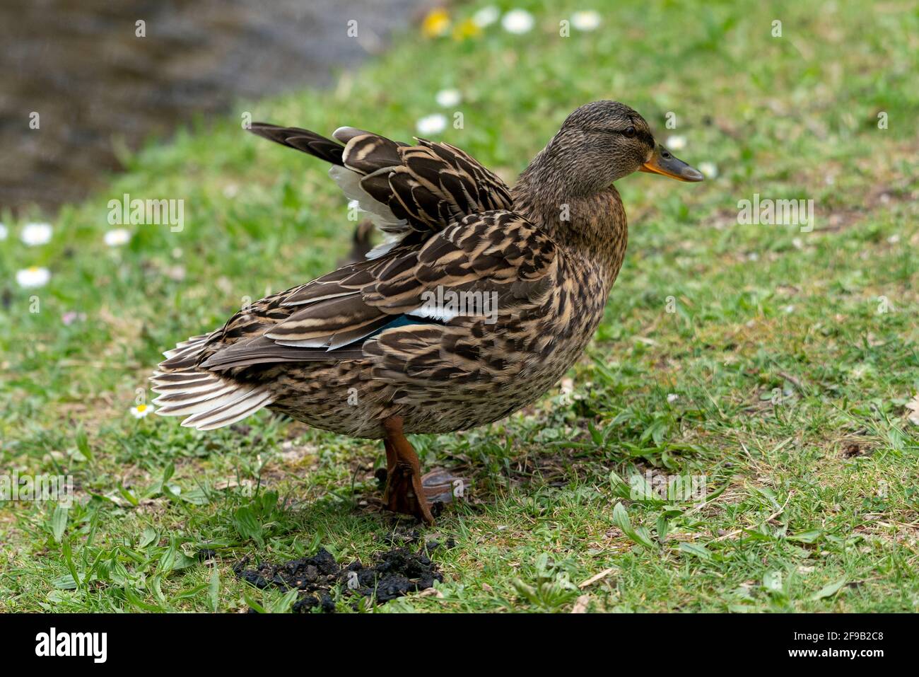 Very agile duck hi-res stock photography and images - Alamy