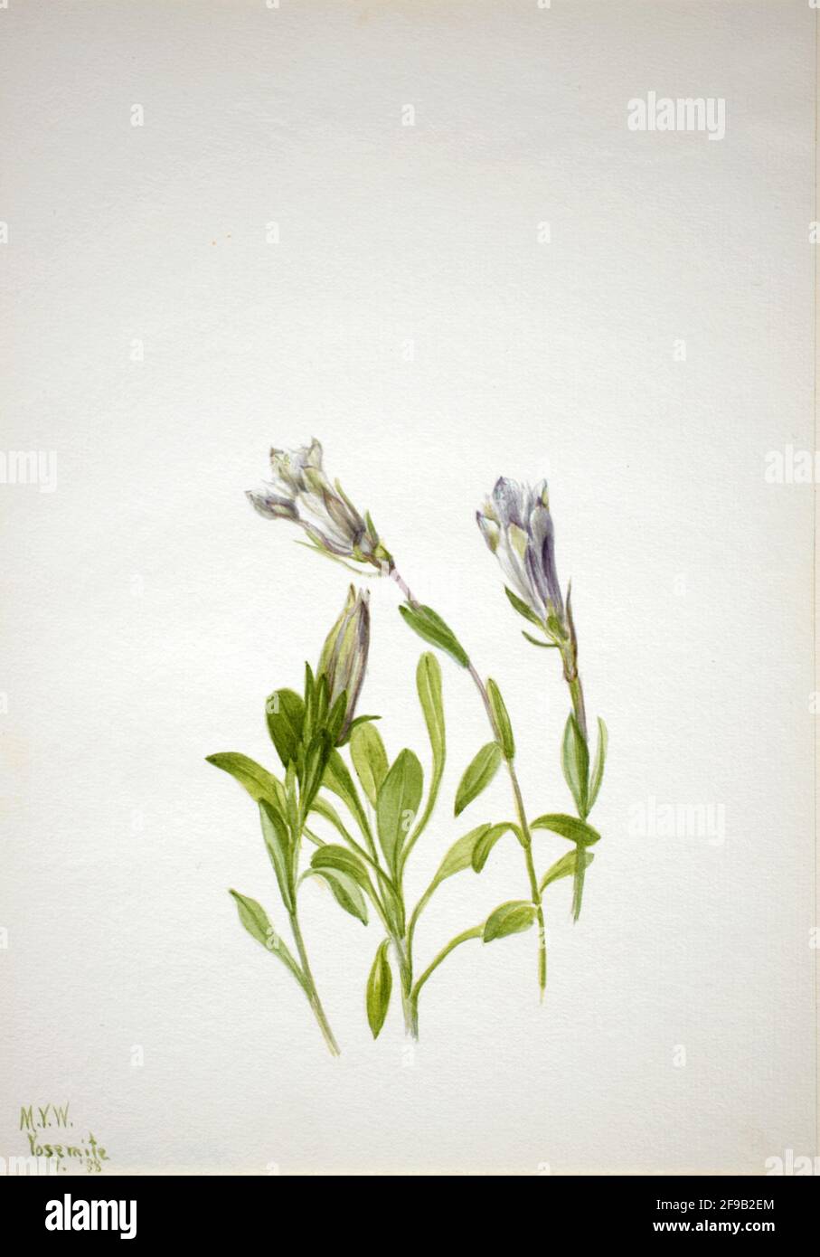 Gentiana flower painting hi-res stock photography and images - Alamy