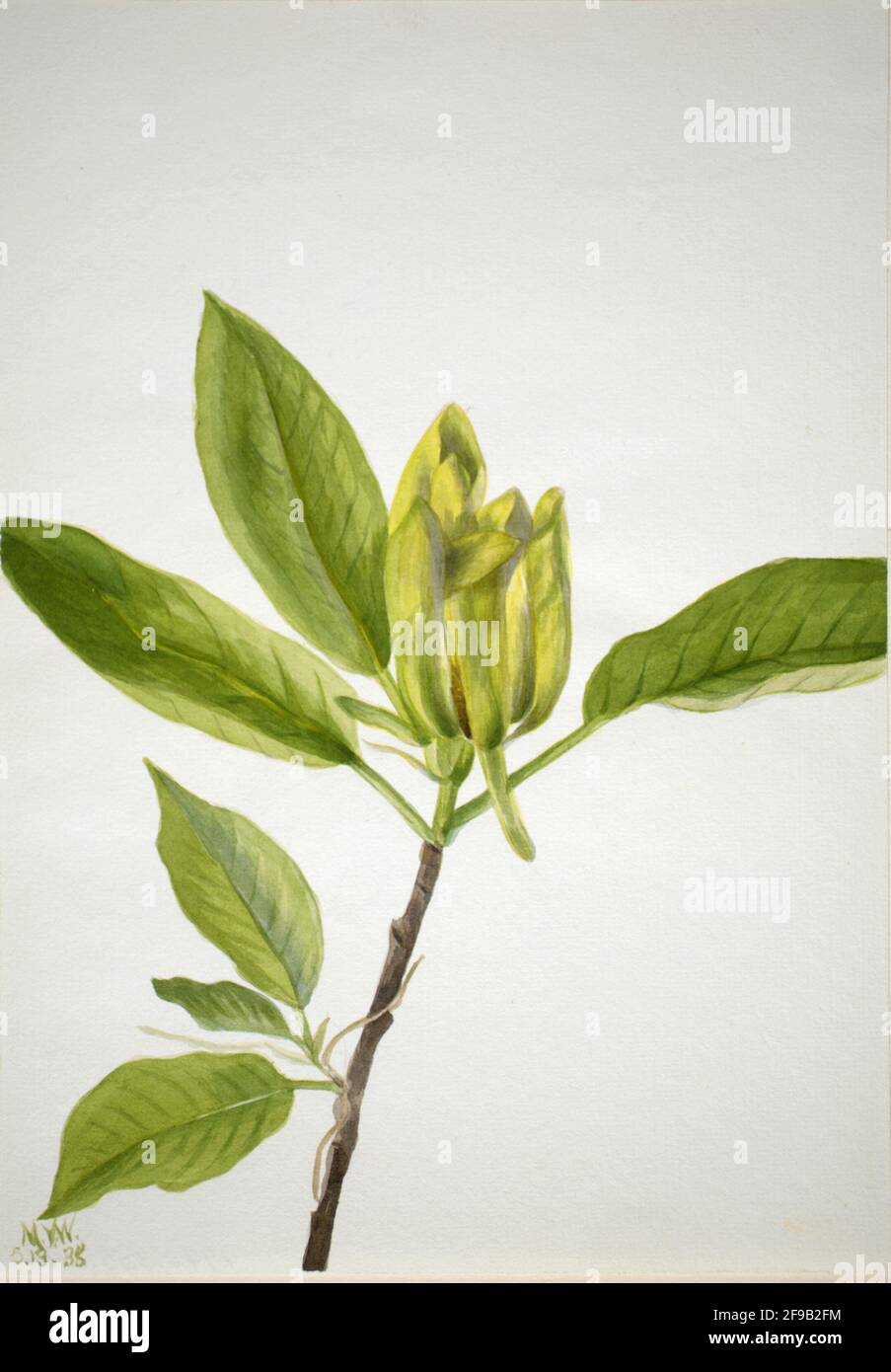 Cucumber magnolia hi-res stock photography and images - Alamy