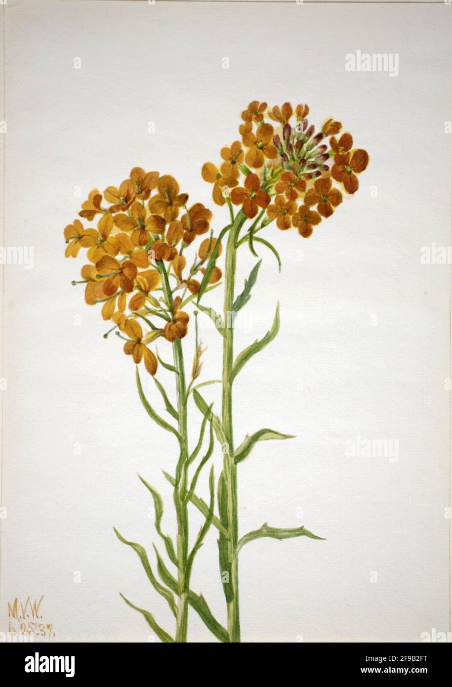 Erysimum wheeleri hi-res stock photography and images - Alamy