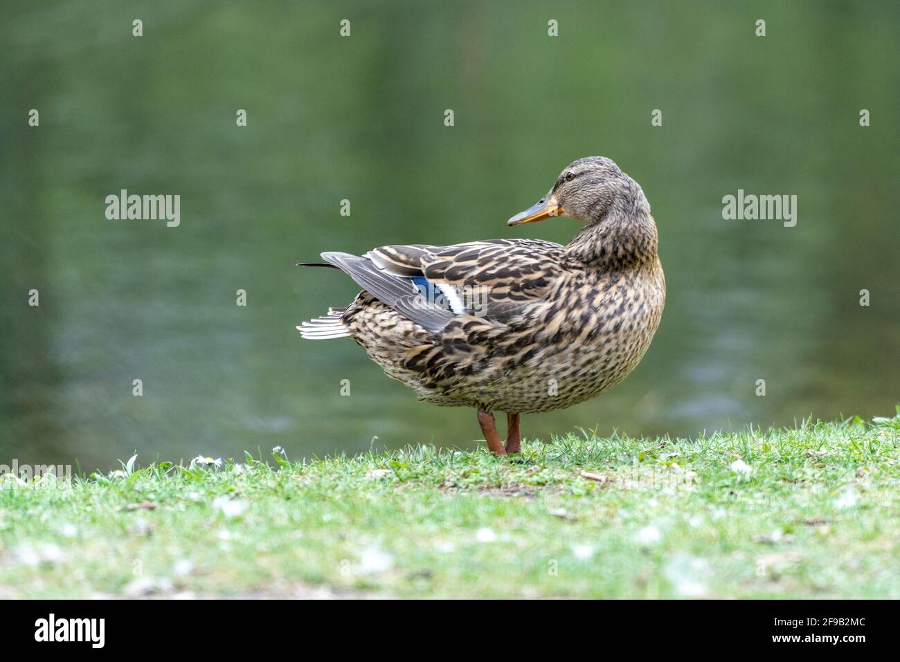 Wildlife agil hi-res stock photography and images - Alamy