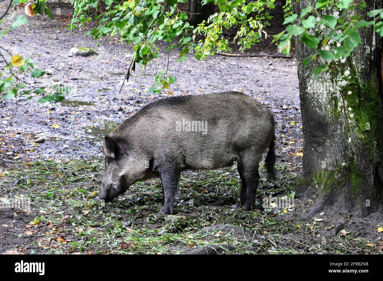 Boar in Białowieża National Park, Poland Stock Photo - Alamy