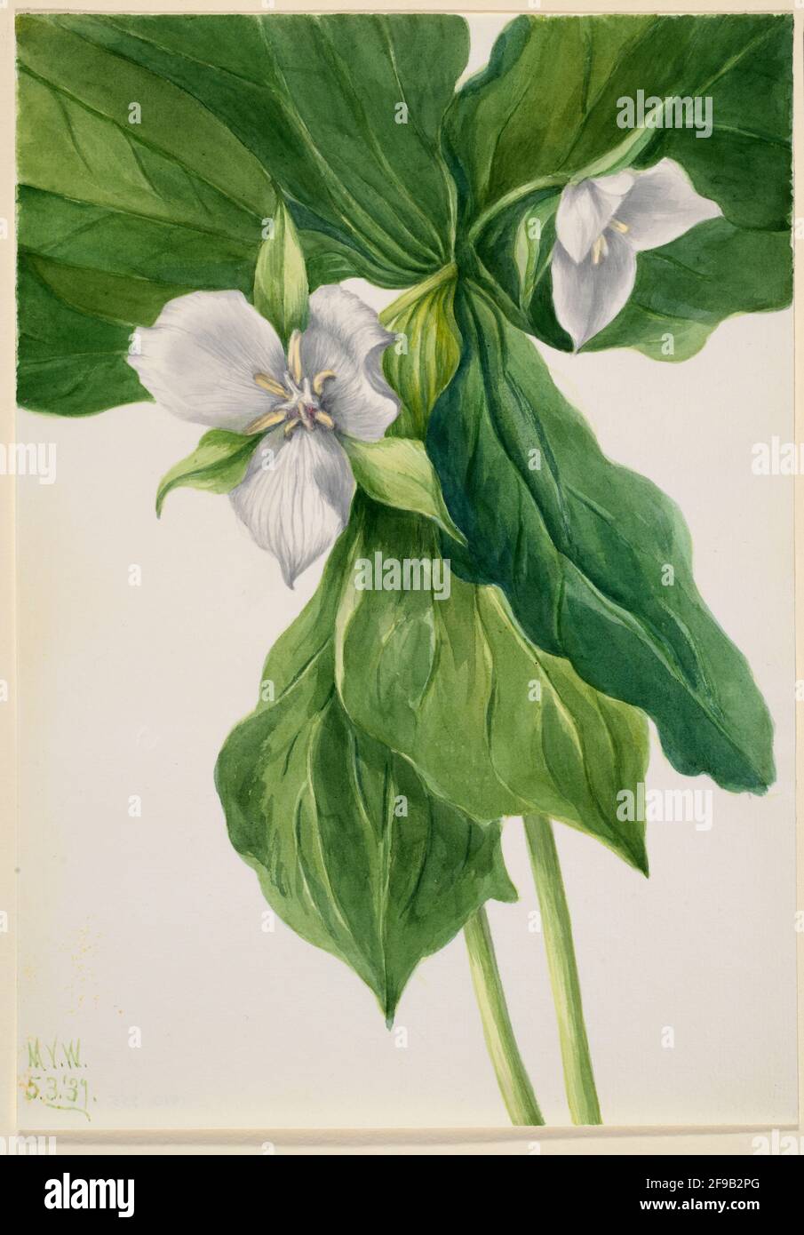 American wake robin trillium hi-res stock photography and images - Alamy