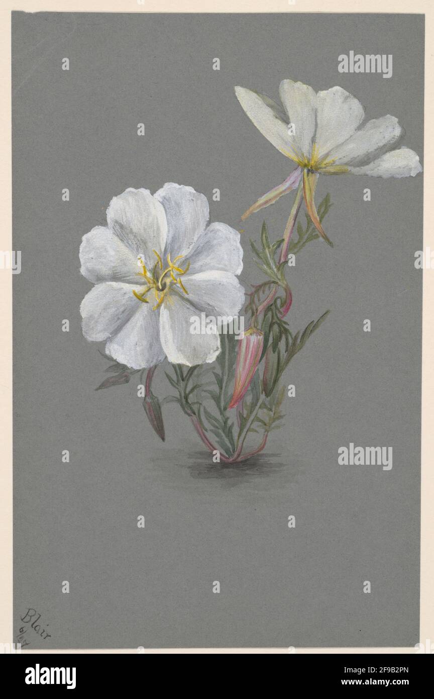 Giant Helleborine (Epipactia gigantea), ca. 1880 Stock Photo - Alamy