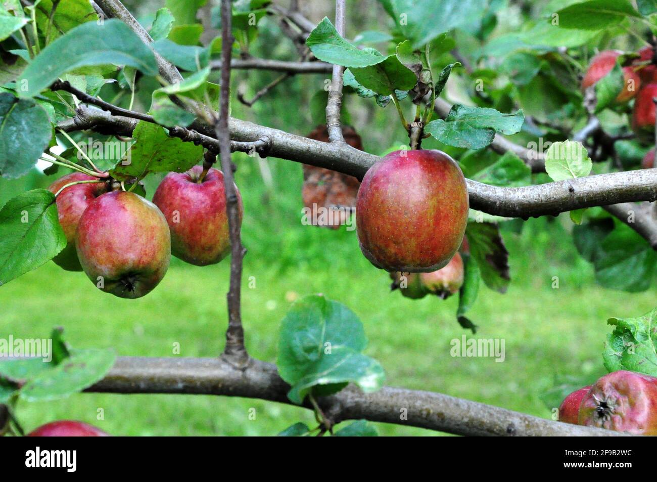 Apples growing on apple tree Stock Photo - Alamy