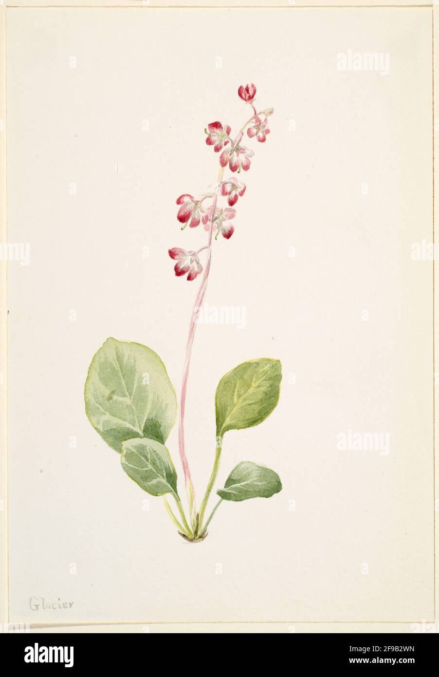 Showy pyrola hi-res stock photography and images - Alamy