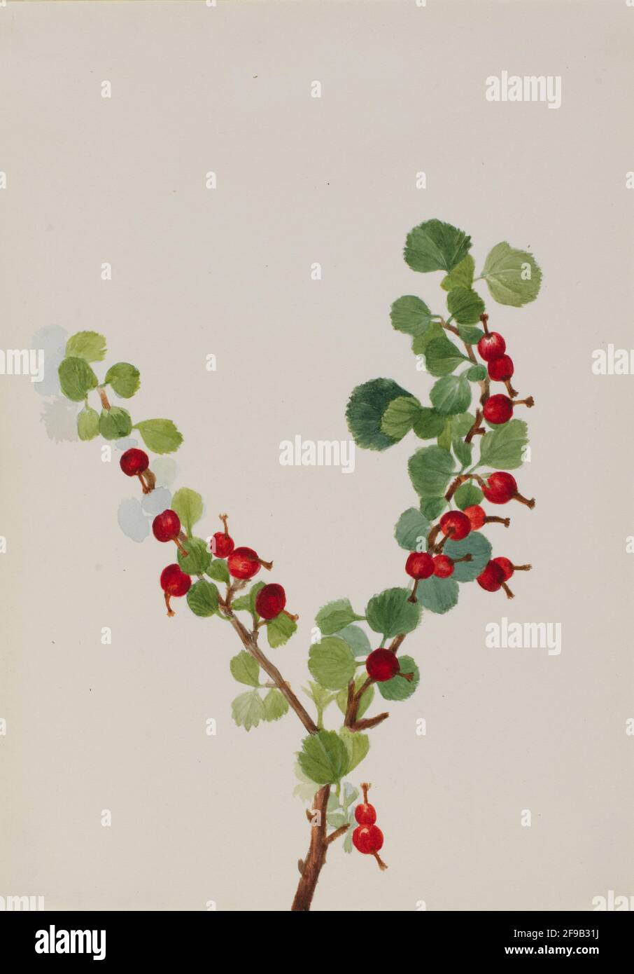 Ribes species hi-res stock photography and images - Alamy