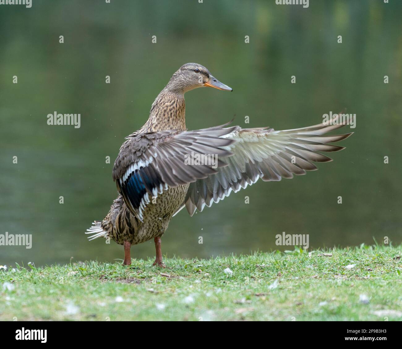 Very agile duck hi-res stock photography and images - Alamy