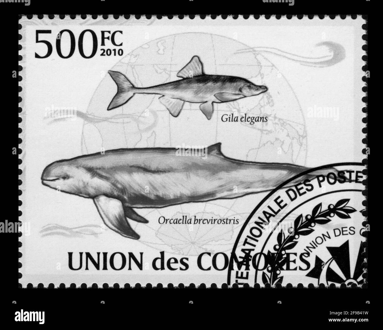 Marine animals Black and White Stock Photos & Images - Alamy