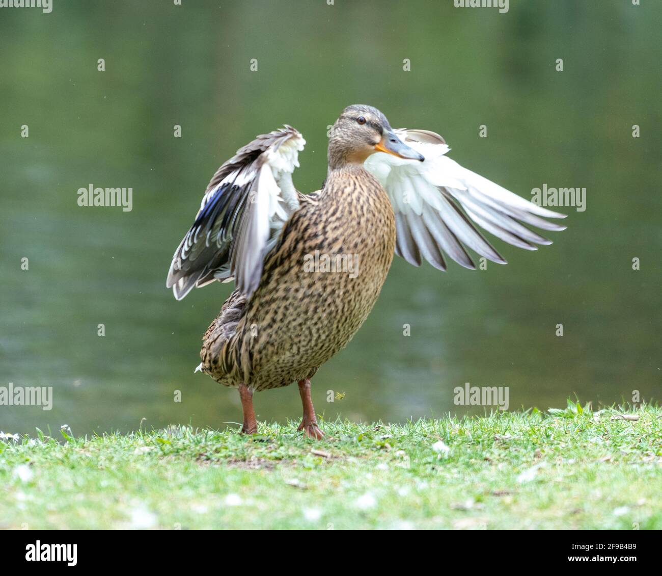 Very agile duck hi-res stock photography and images - Alamy