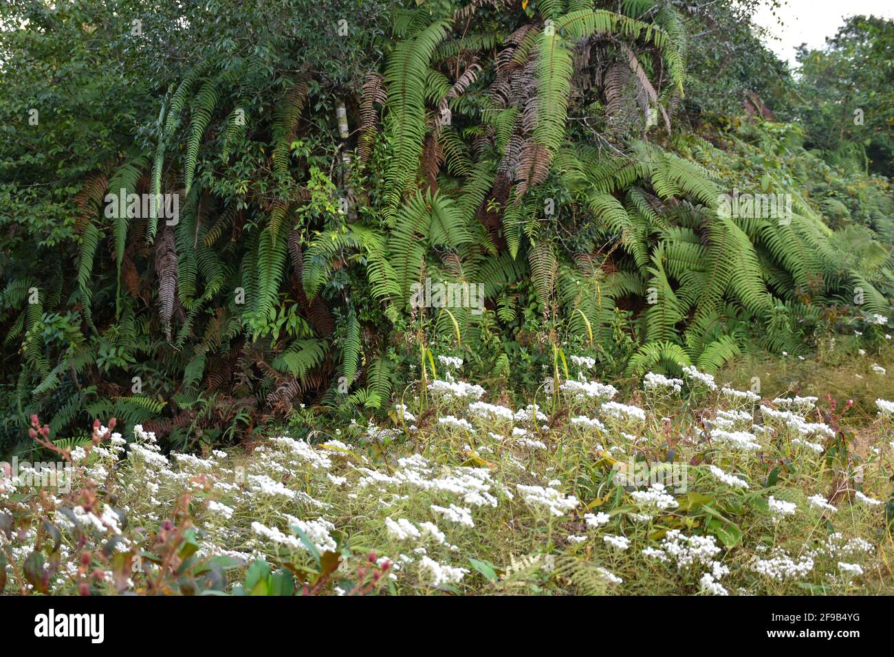 Wall covered with green fern and background with white wild flower ...