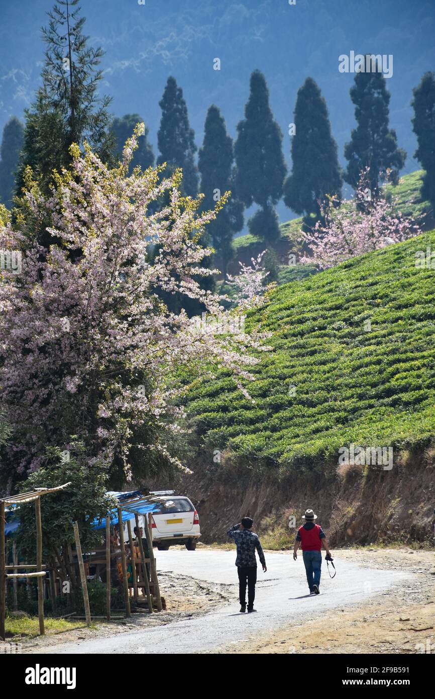 Temi Tea Estate Nestled in Ravangla.The Garden is one of the most ...