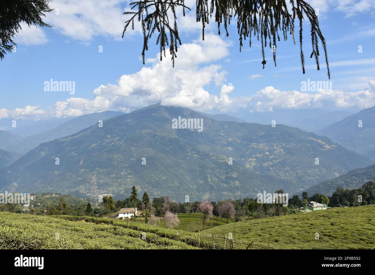 Temi Tea Estate Nestled in Ravangla.The Garden is one of the most ...