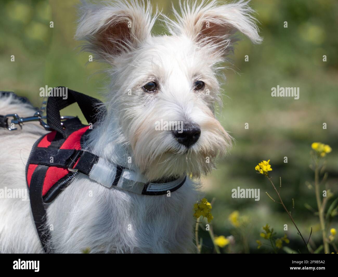 West Highland Terrier Schnauzer Mix