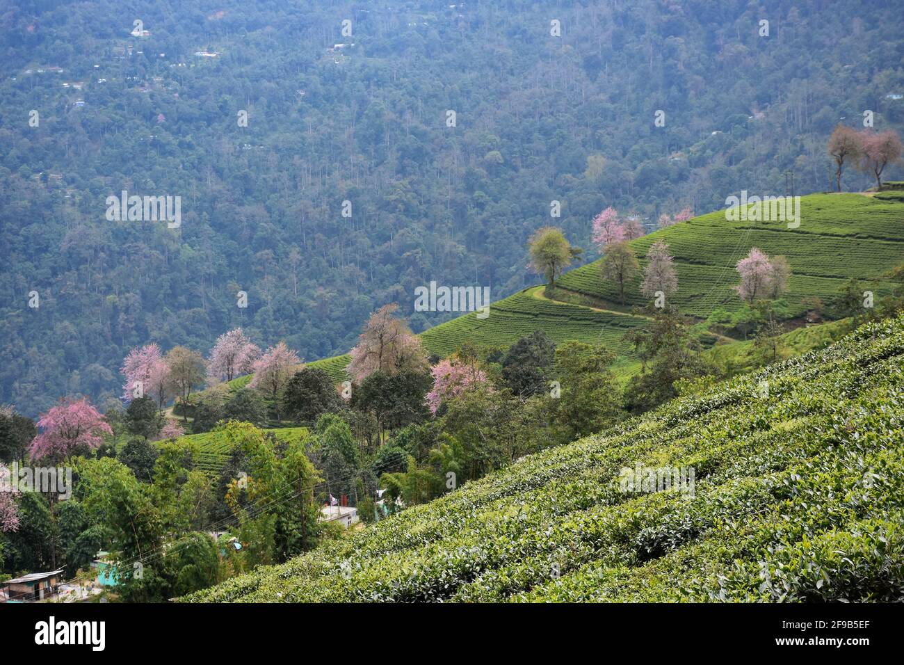 Temi Tea Estate Nestled in Ravangla.The Garden is one of the most ...
