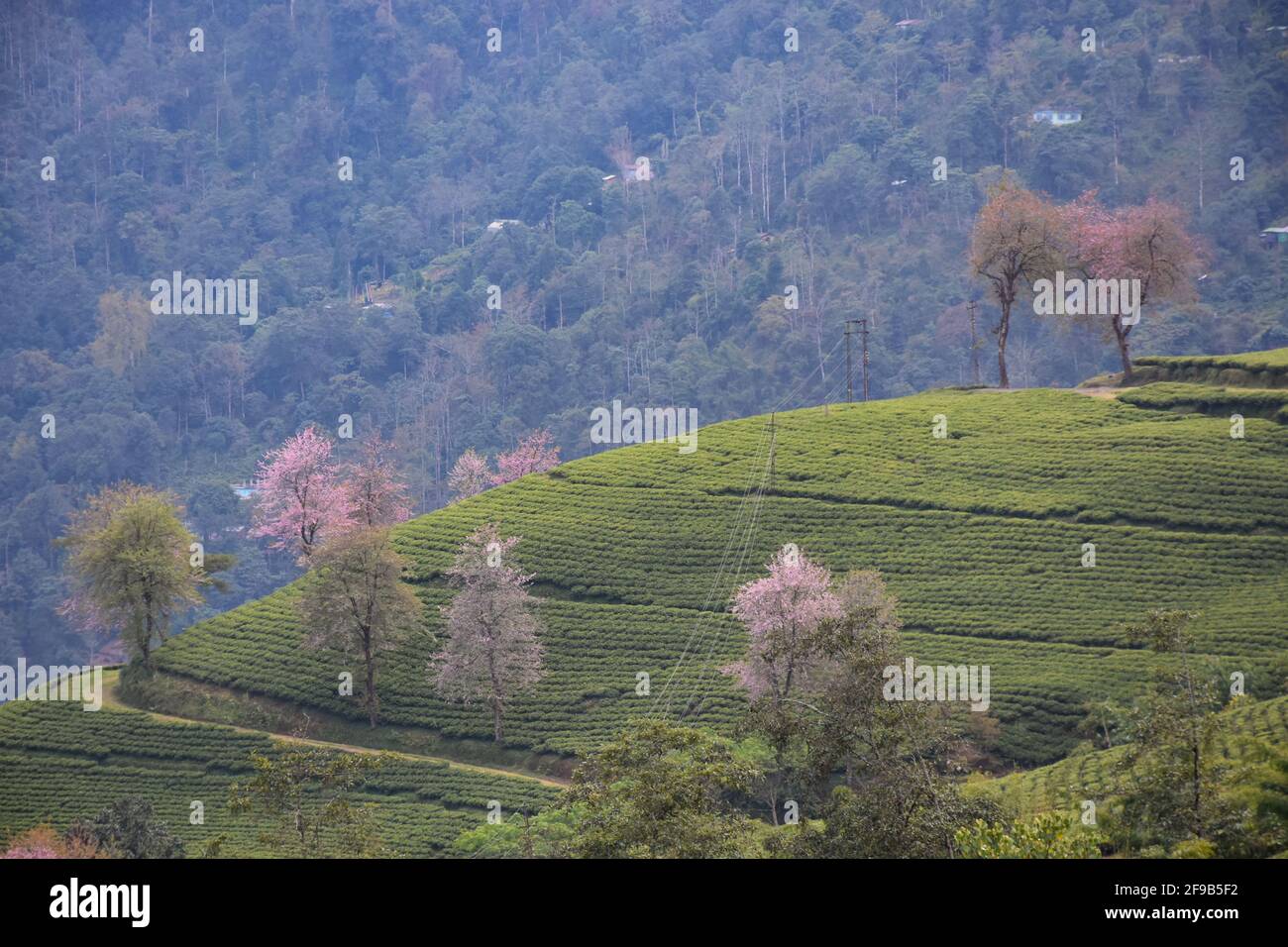 Temi Tea Estate Nestled in Ravangla.The Garden is one of the most ...