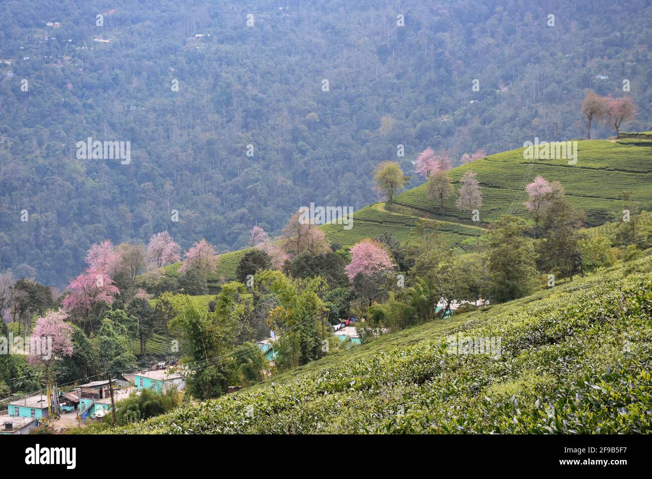 Temi Tea Estate Nestled in Ravangla.The Garden is one of the most ...