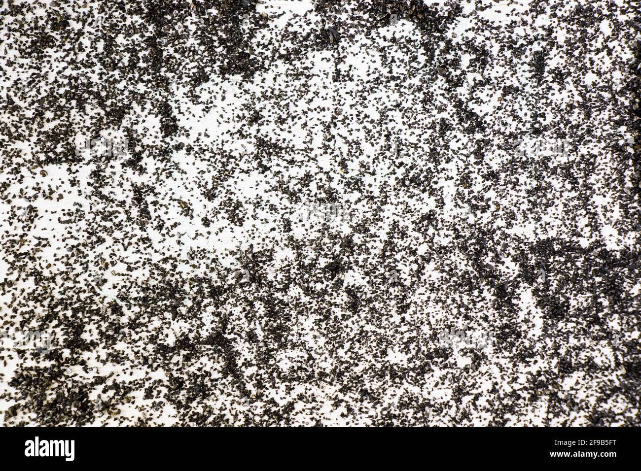 Particles of coal on a white background Stock Photo - Alamy