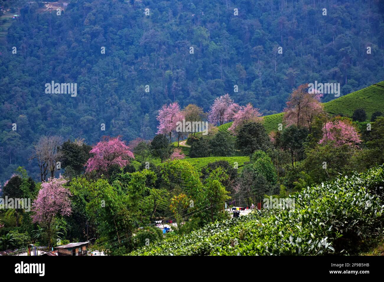 Temi Tea Estate Nestled in Ravangla.The Garden is one of the most ...