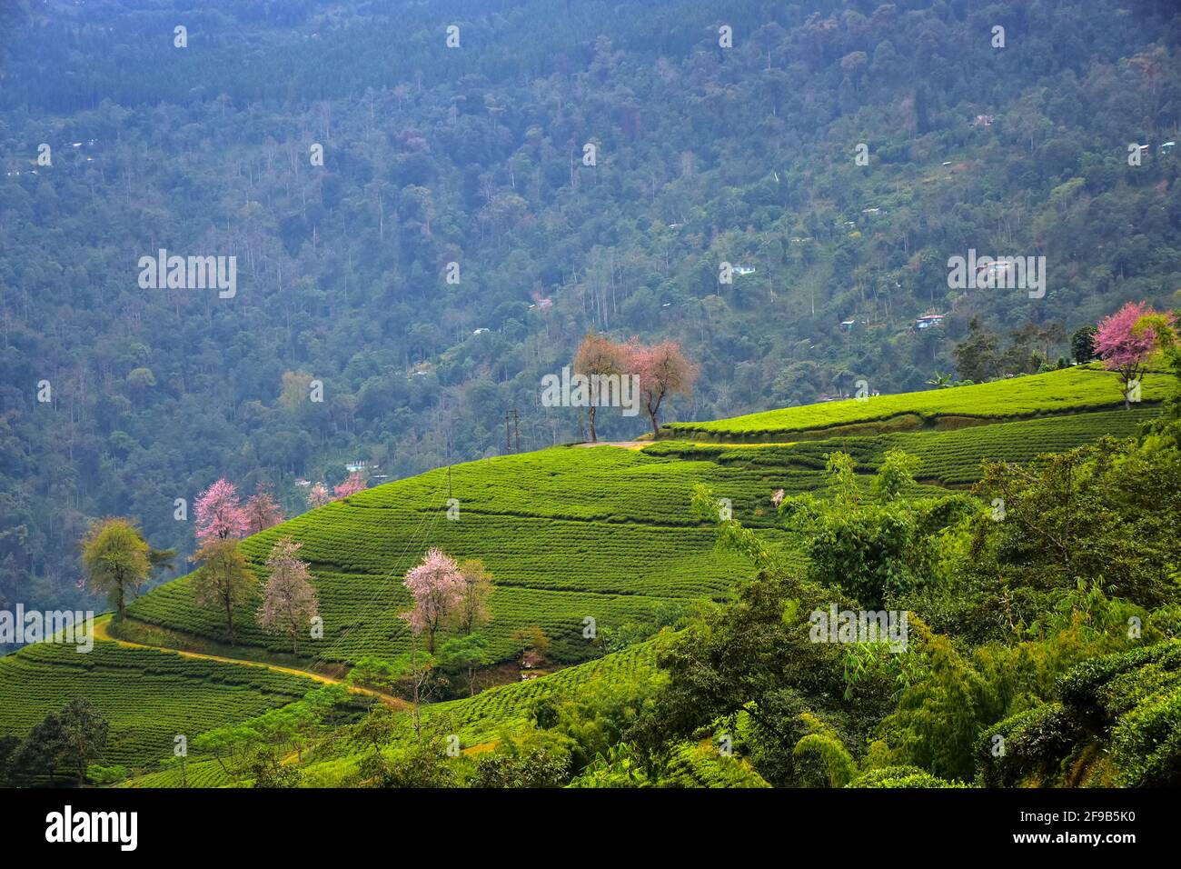 Temi Tea Estate Nestled in Ravangla.The Garden is one of the most ...
