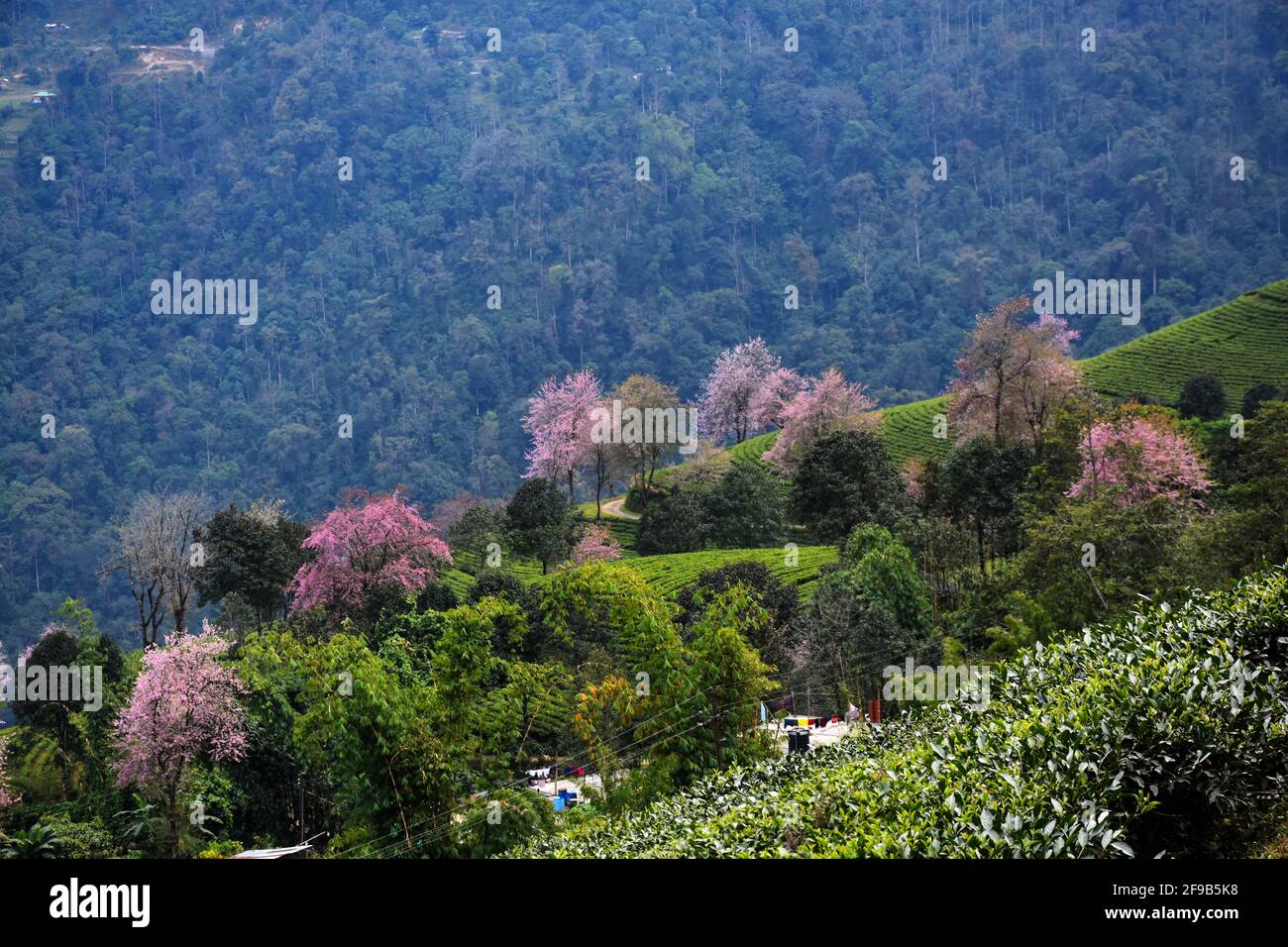 Temi Tea Estate Nestled in Ravangla.The Garden is one of the most ...