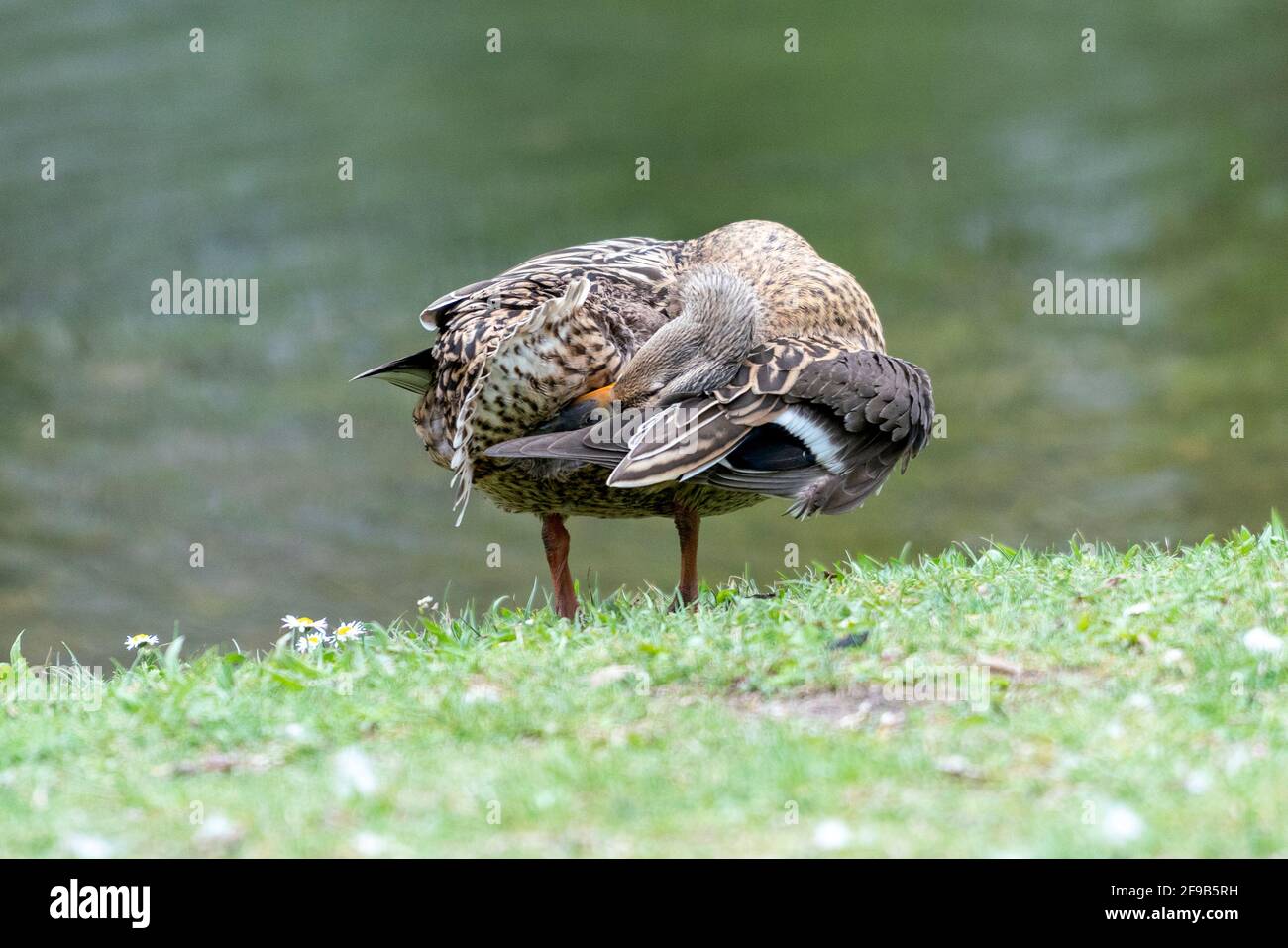 Wildlife agil hi-res stock photography and images - Alamy