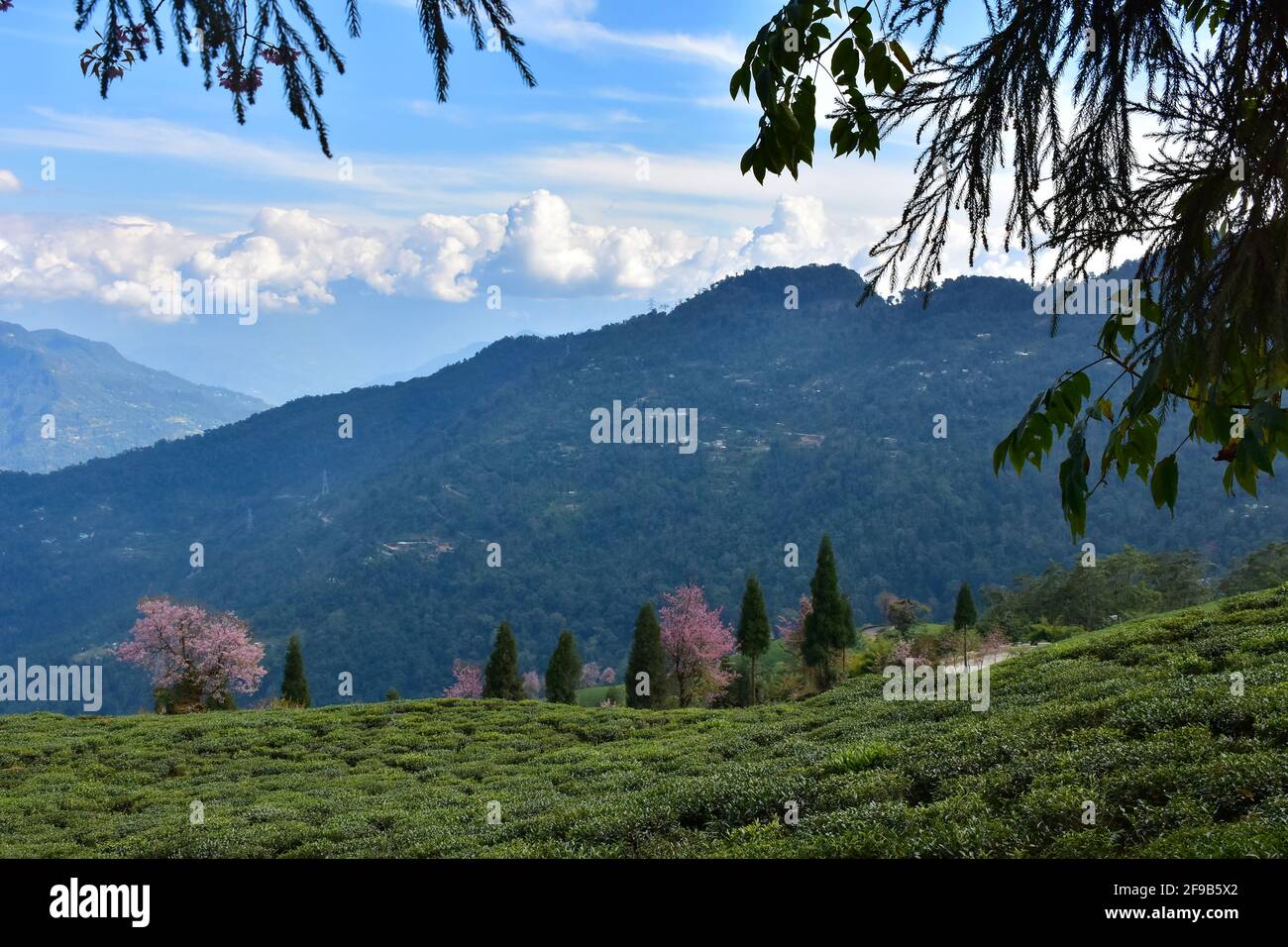 Temi Tea Estate Nestled in Ravangla.The Garden is one of the most ...
