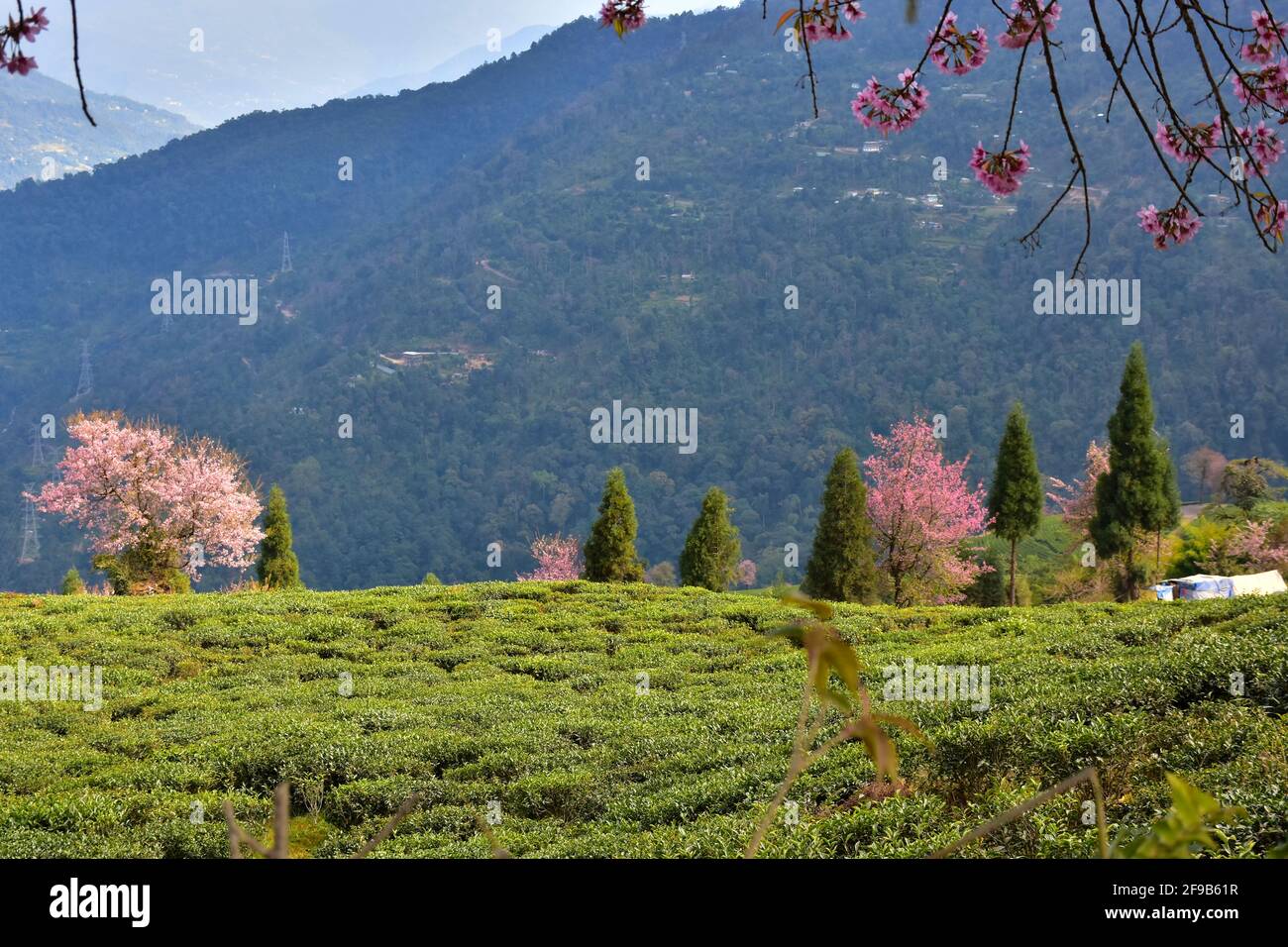Temi Tea Estate Nestled in Ravangla.The Garden is one of the most ...