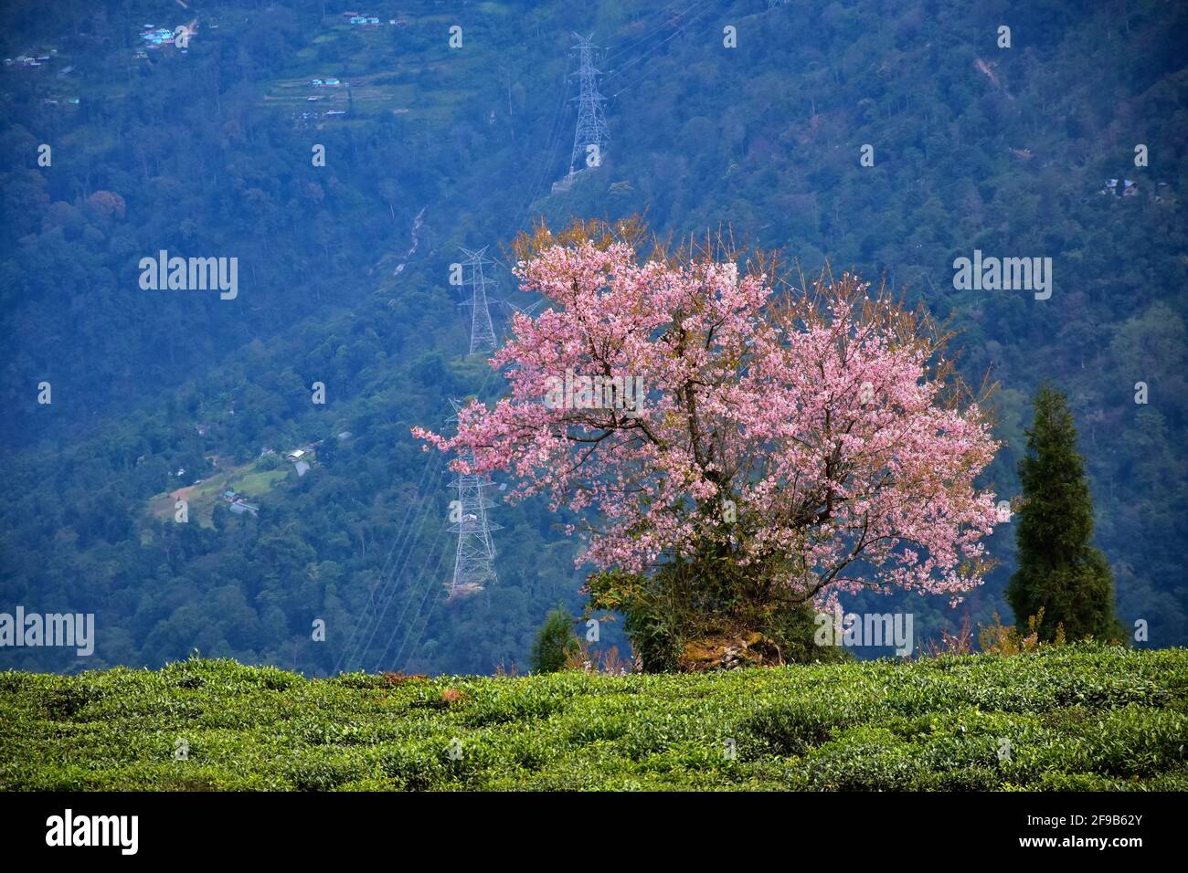 Temi Tea Estate Nestled in Ravangla.The Garden is one of the most ...