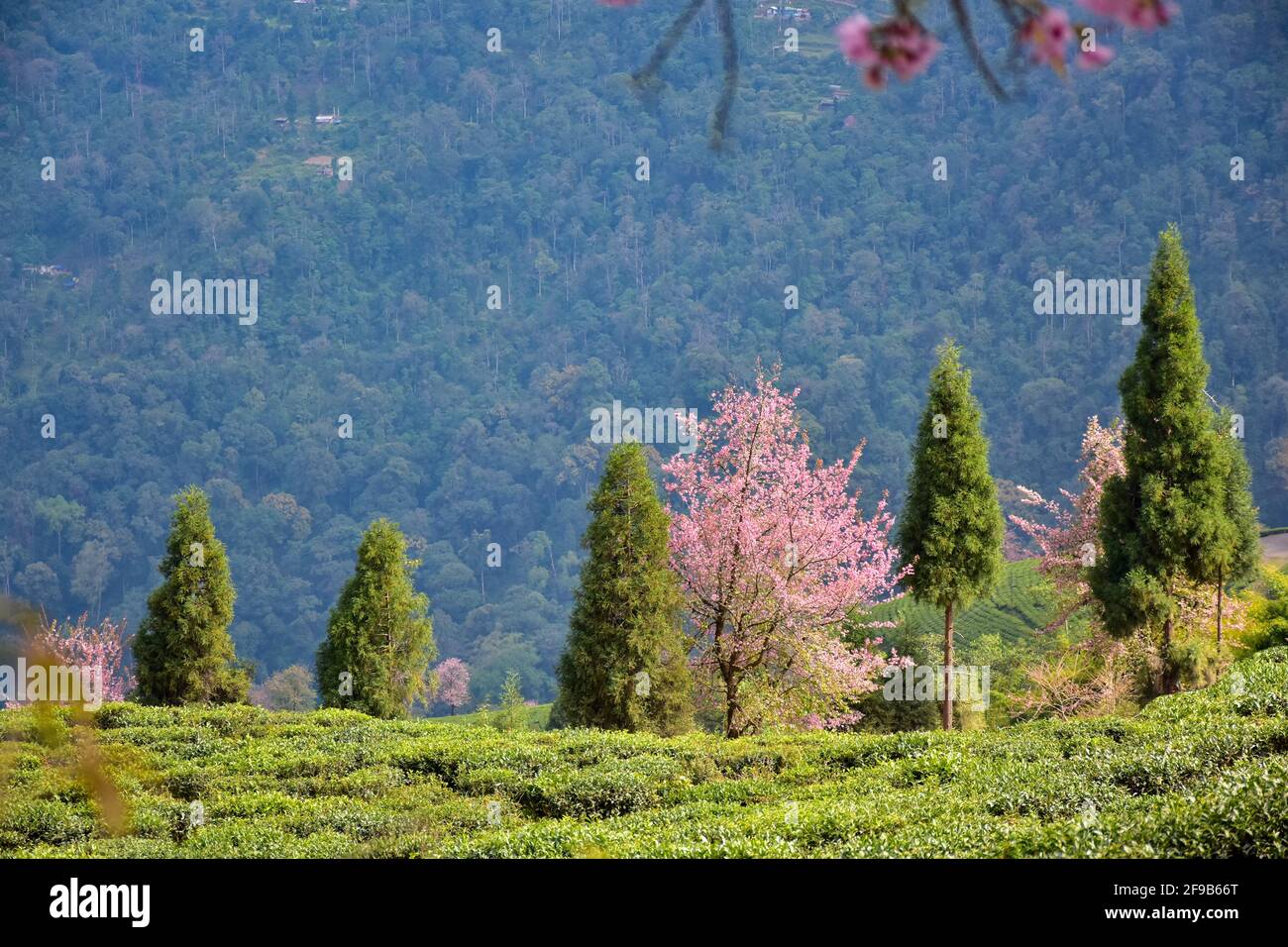 Temi Tea Estate Nestled in Ravangla.The Garden is one of the most ...