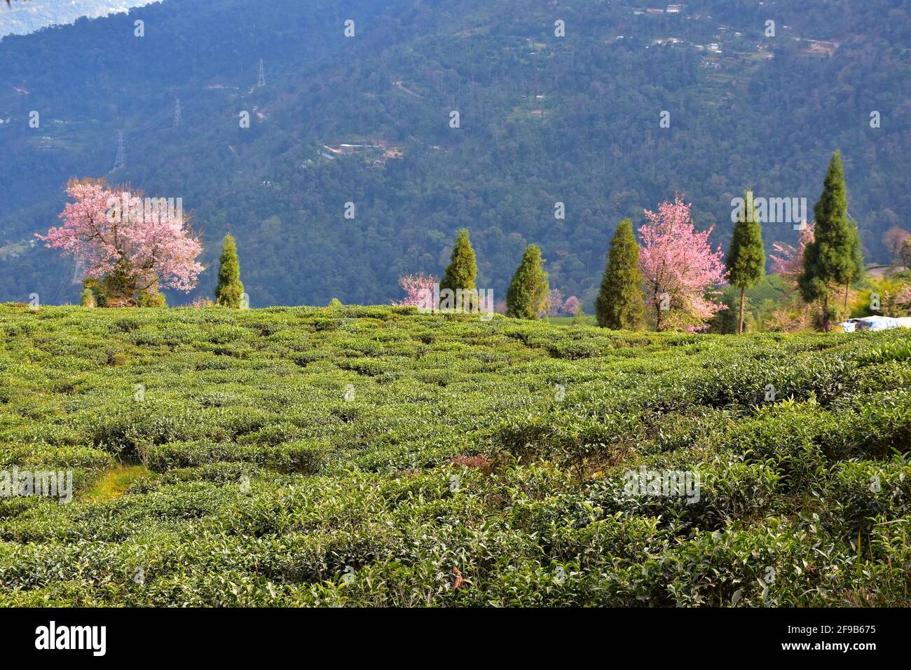 Temi Tea Estate Nestled in Ravangla.The Garden is one of the most ...