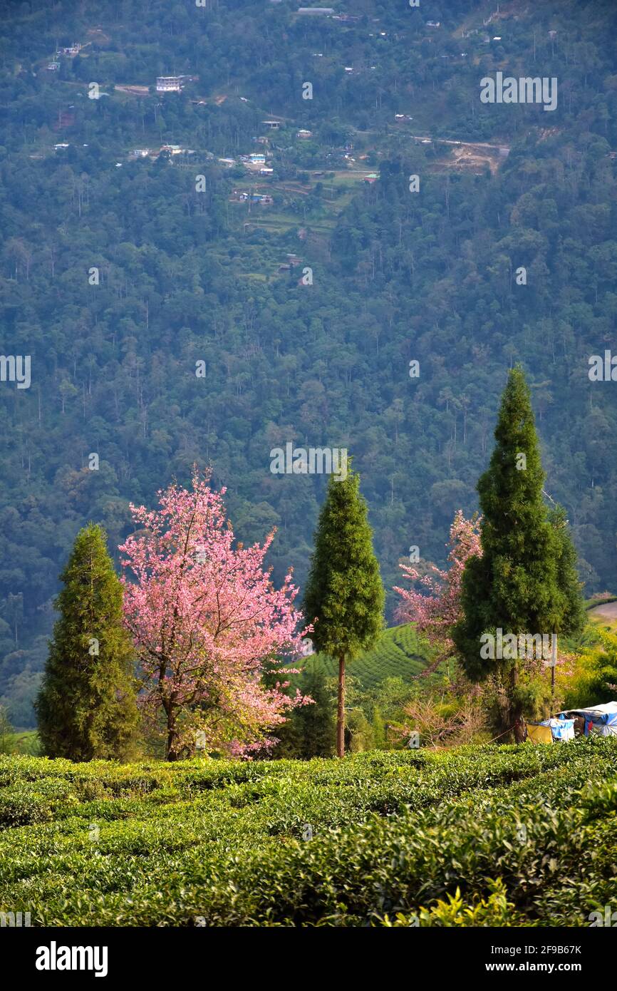 Temi Tea Estate Nestled in Ravangla.The Garden is one of the most ...