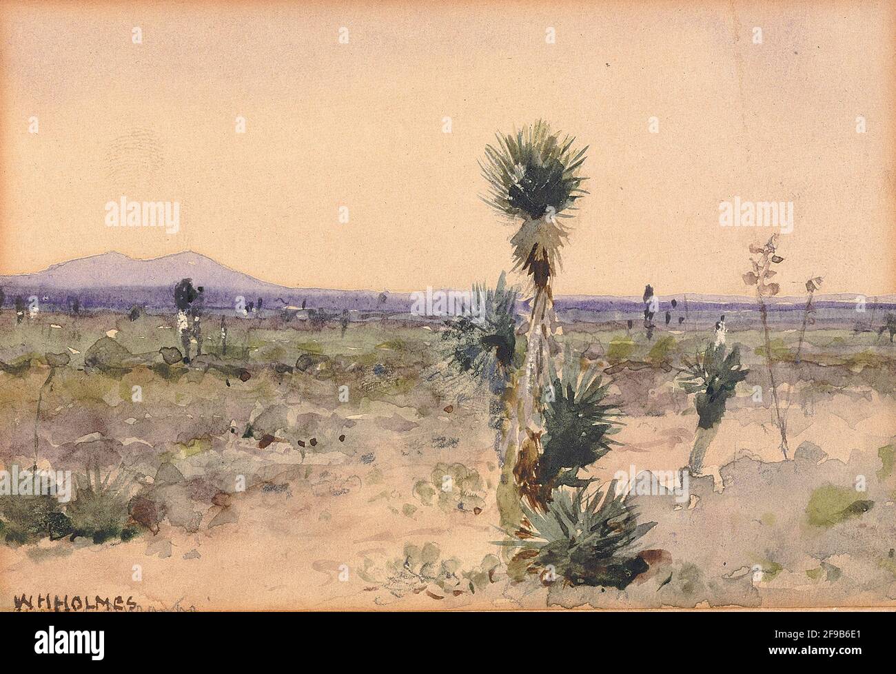 Yuccaland--Chihuahua, Mexico, n.d Stock Photo - Alamy