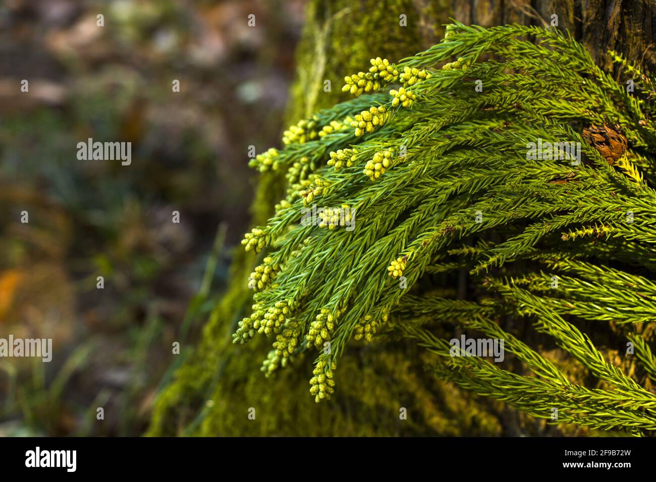 Cryptomeria japonica leaf hi-res stock photography and images - Alamy
