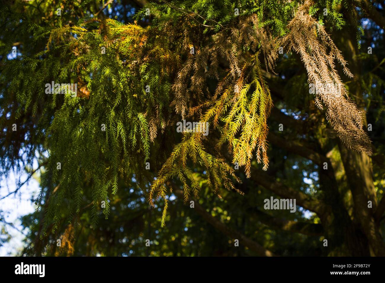 Cryptomeria japonica leaf hi-res stock photography and images - Alamy