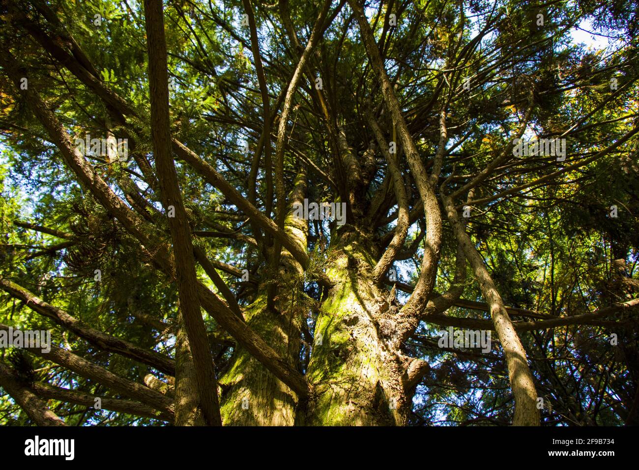Cryptomeria japonica leaf hi-res stock photography and images - Alamy